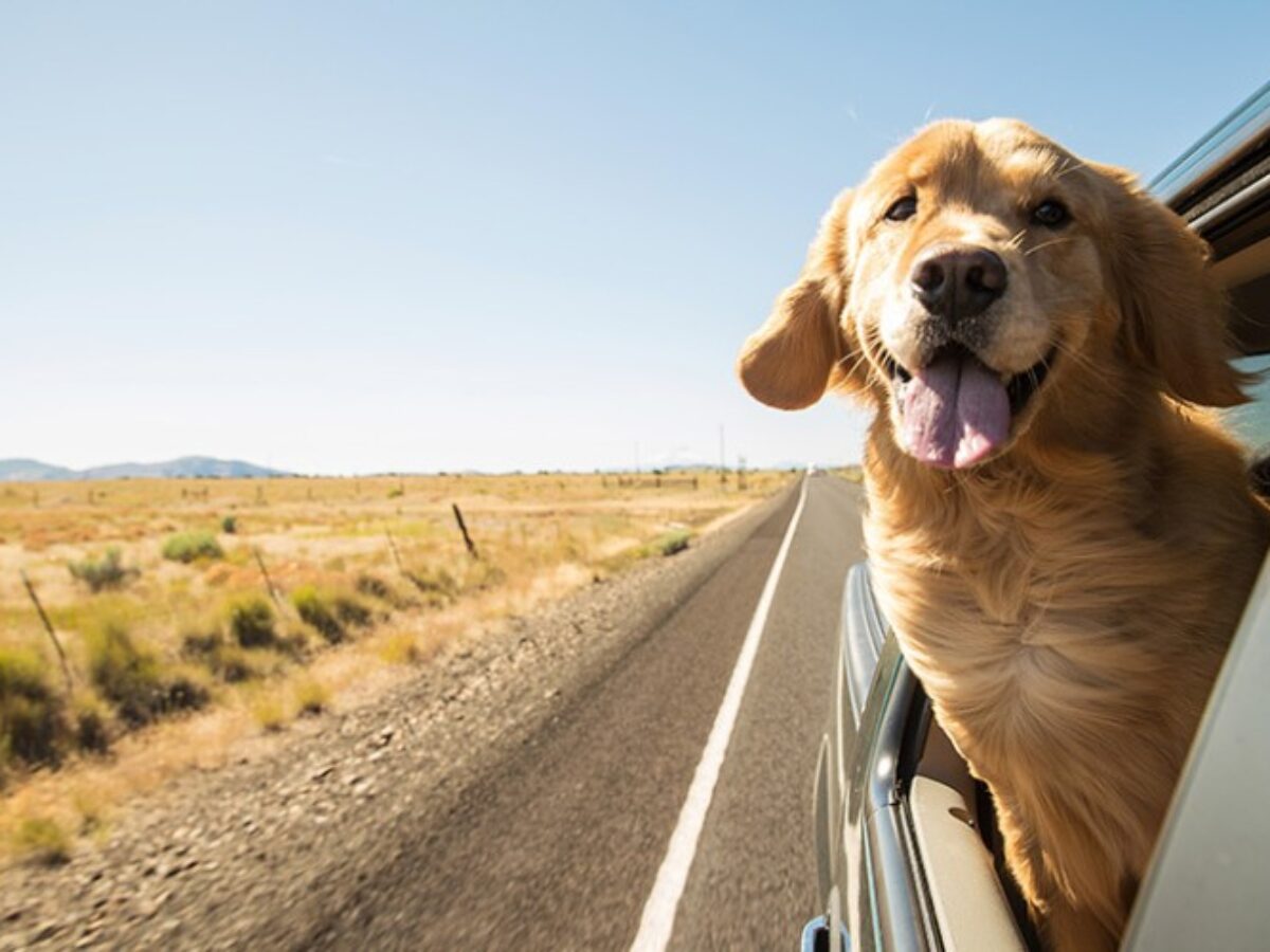 How Do Dogs Adjust To Moving